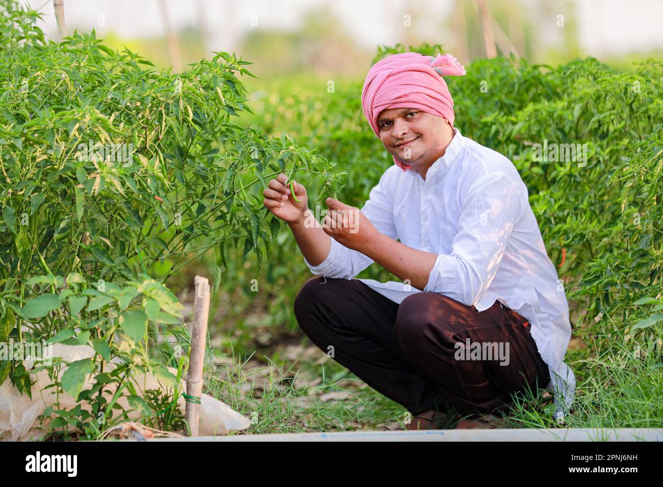 Indian Happy farmer holding green chilli plant, green chilli farming ...