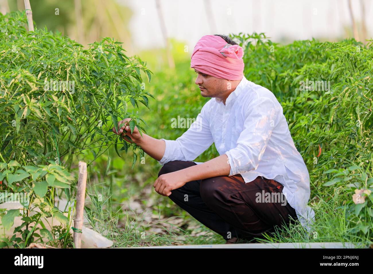 Indian Happy farmer holding green chilli plant, green chilli farming ...