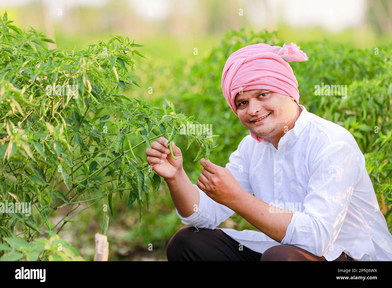 Indian Happy farmer holding green chilli plant, green chilli farming ...