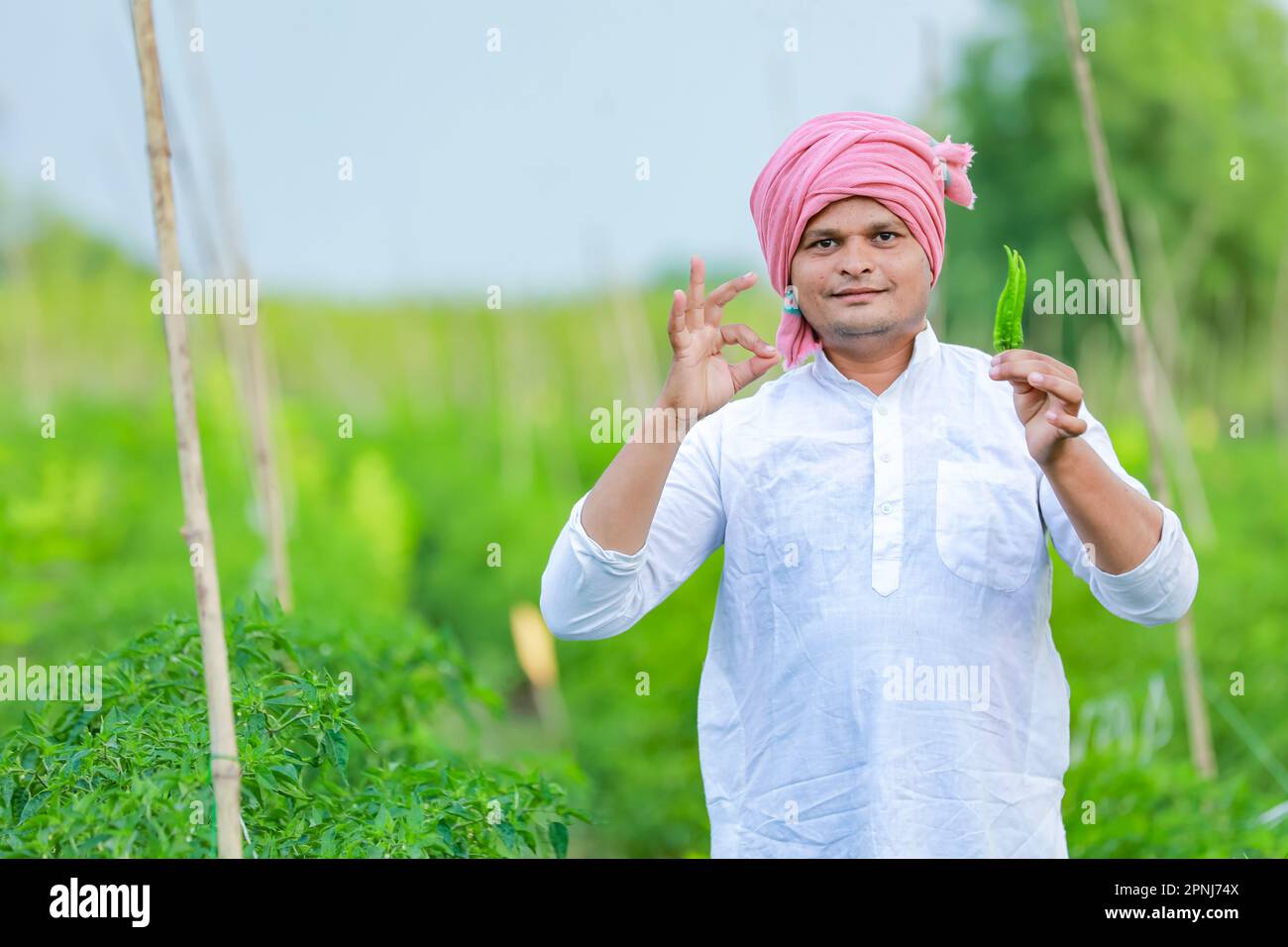 Indian Happy farmer holding green chilli plant, green chilli farming ...