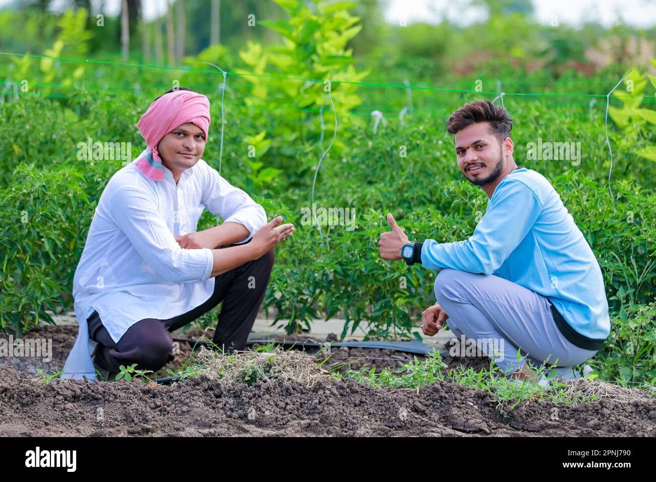 Indian Happy farmer holding green chilli plant, green chilli farming ...