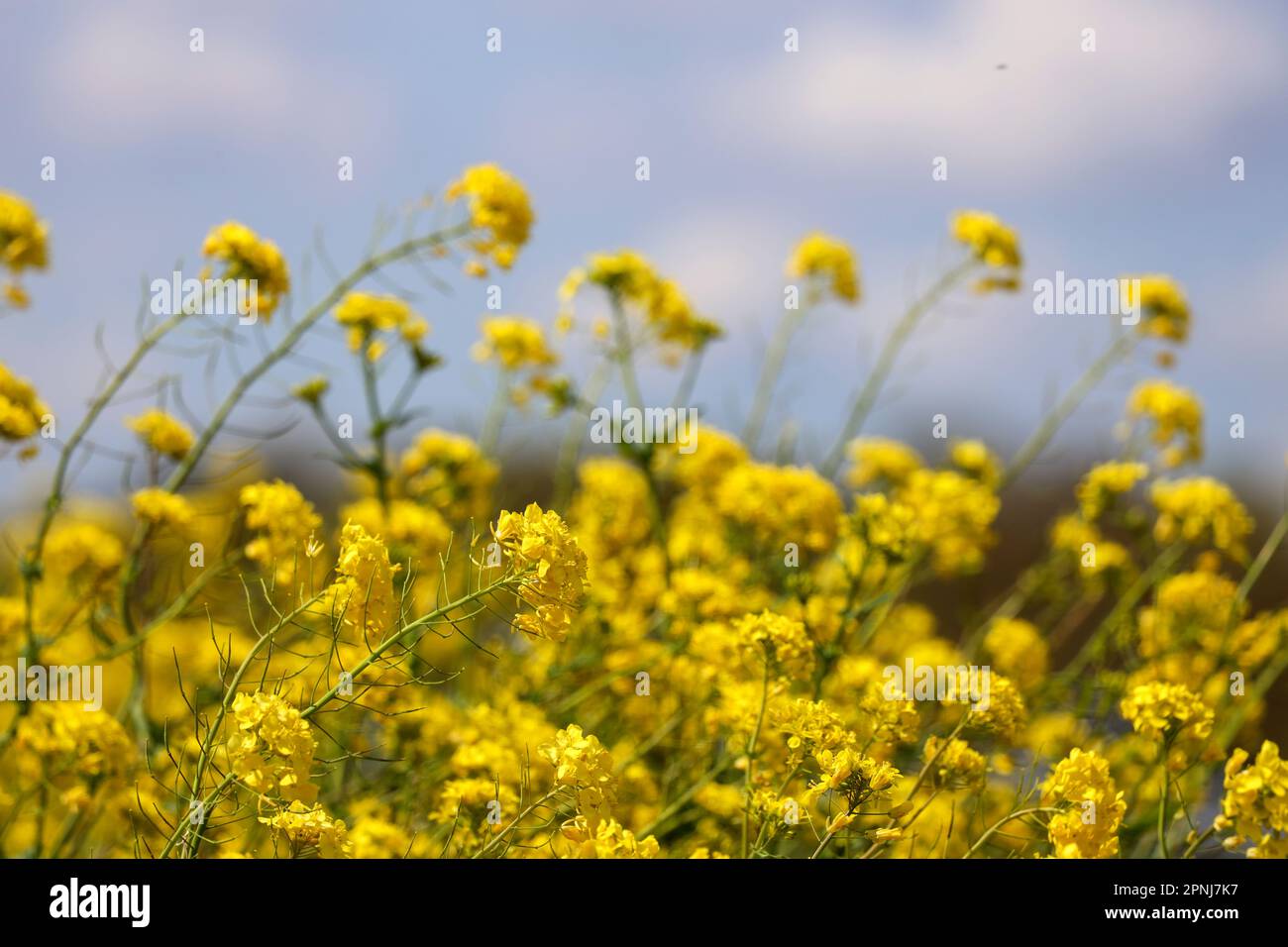 Yellow rapeseed growing during spring at the border of a meadow Stock ...
