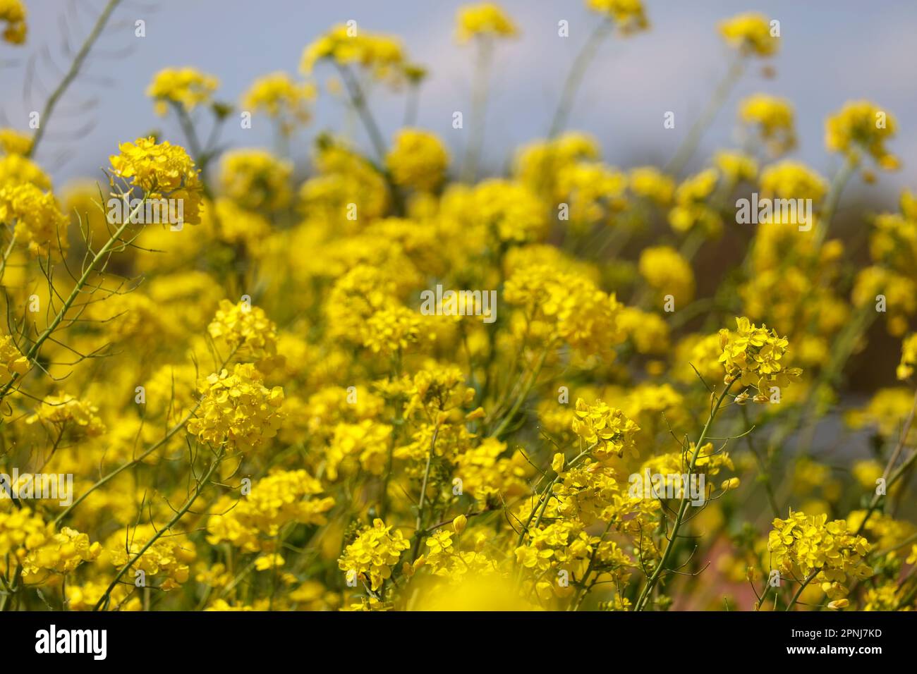 Yellow rapeseed growing during spring at the border of a meadow Stock ...