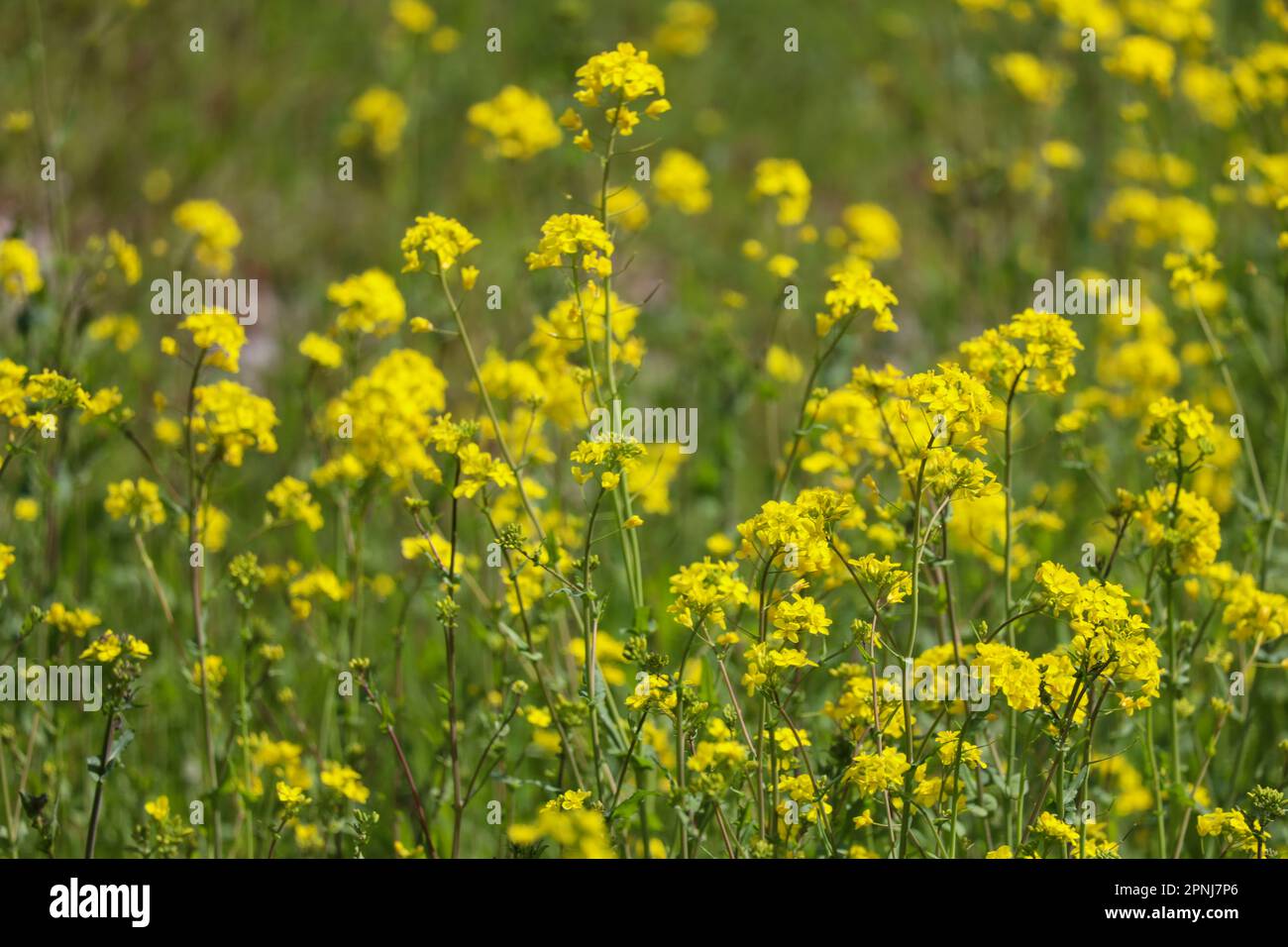 Yellow rapeseed growing during spring at the border of a meadow Stock ...