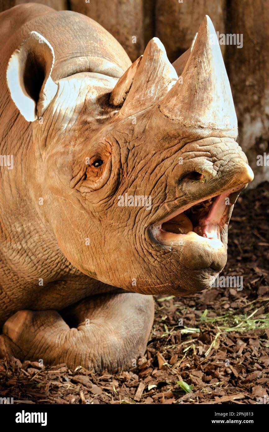 Black Rhinoceros. IUCN Conservation Status - Critically Endangered ...