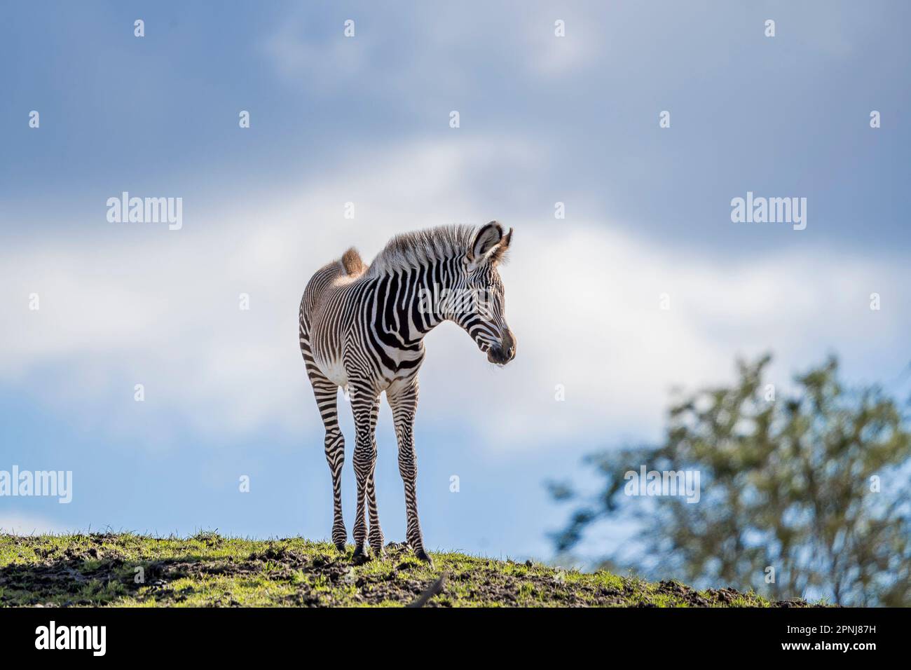 Cute baby zebra standing isolated outdoors at West Midland Safari Park ...