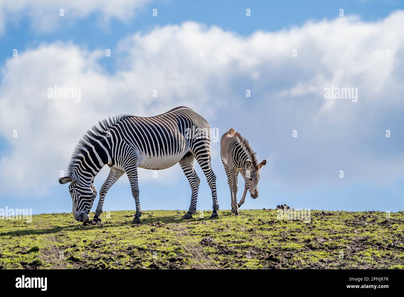 Baby zebra together with mother animal outdoors at West Midland Safari ...