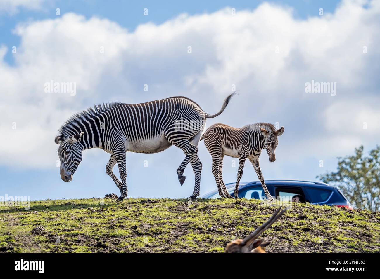 Baby zebra together with mother animal outdoors at West Midland Safari ...