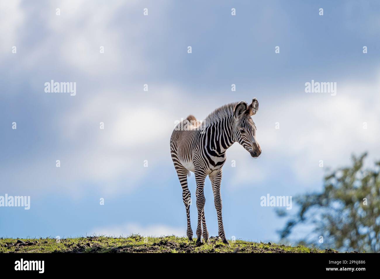 Cute baby zebra standing isolated outdoors at West Midland Safari Park ...