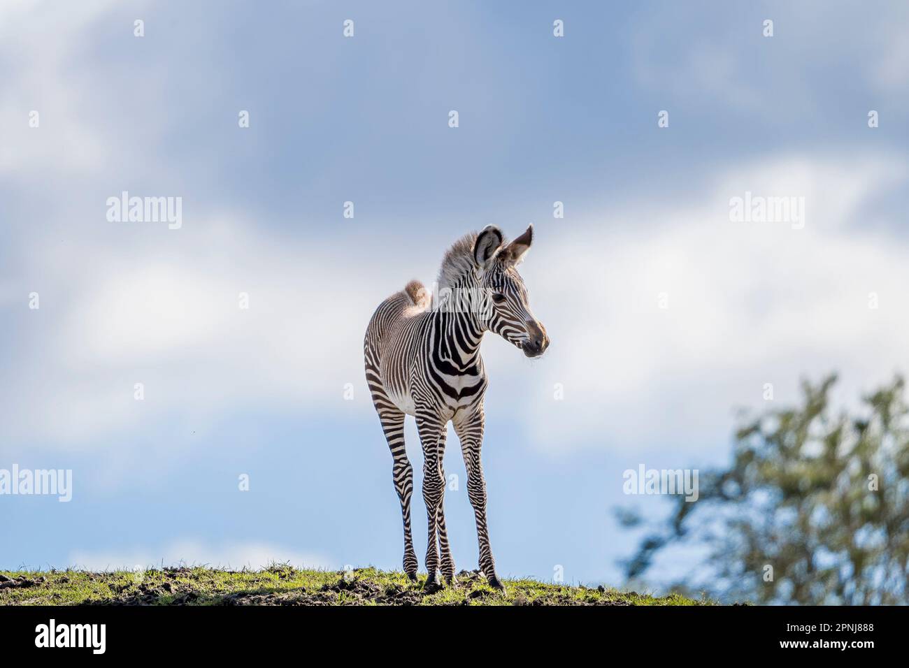 Cute baby zebra standing isolated outdoors at West Midland Safari Park ...