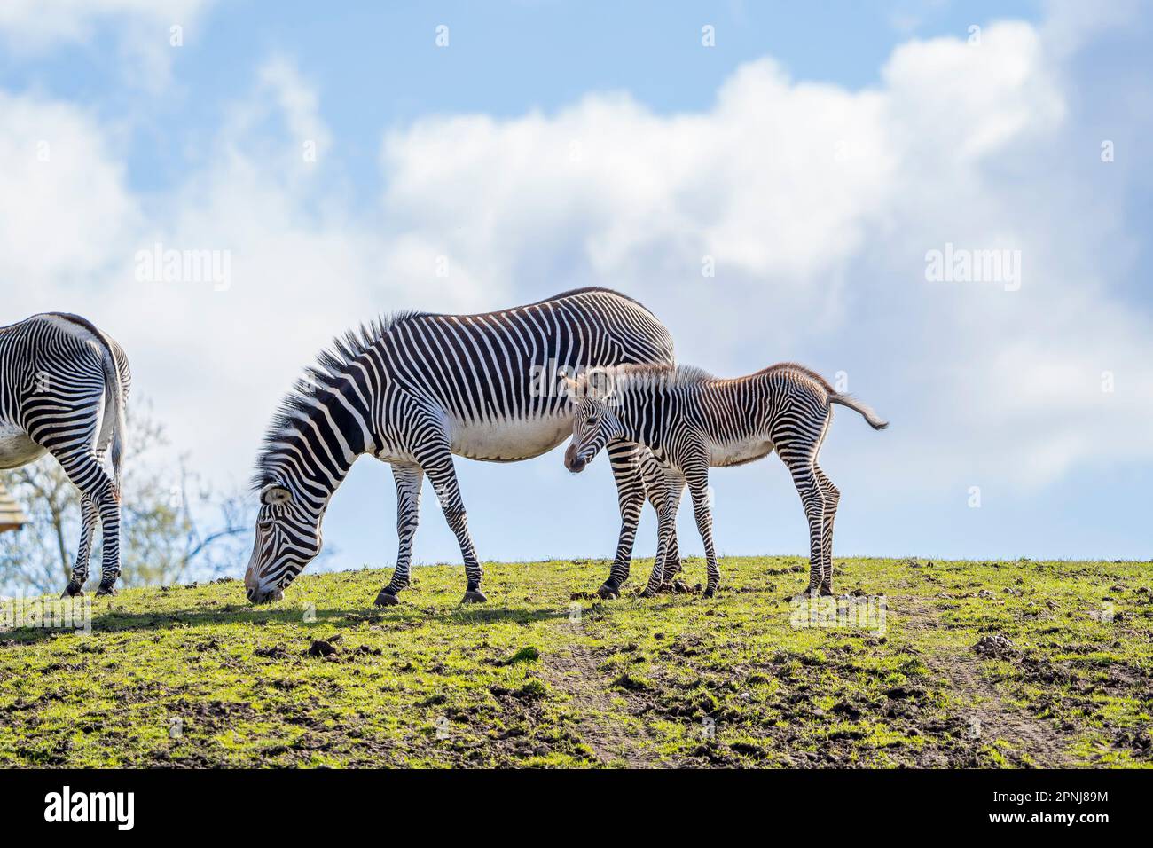 Baby zebra together with mother animal outdoors at West Midland Safari ...
