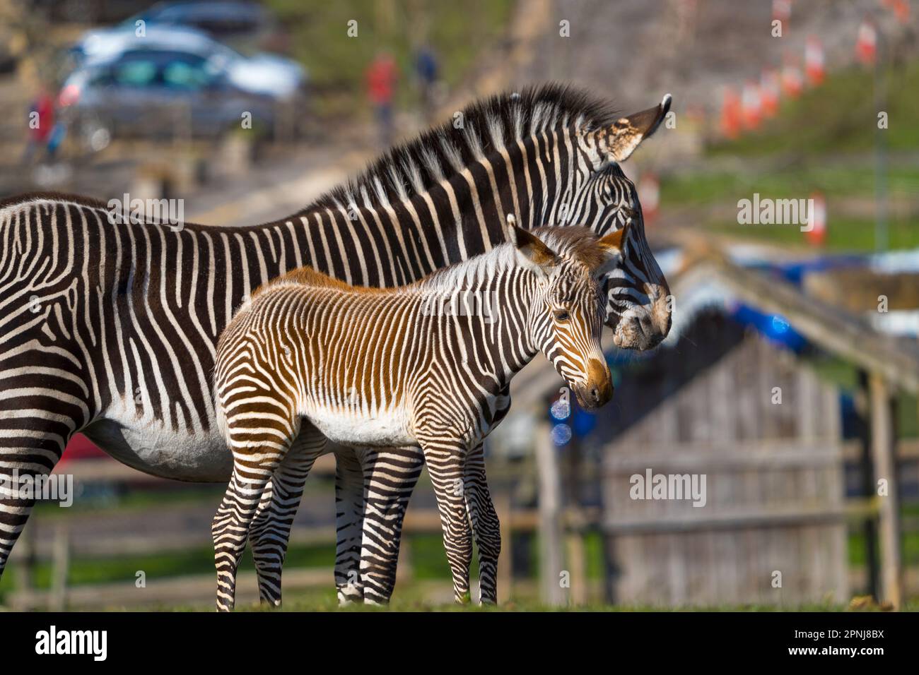 Baby zebra together with mother animal outdoors at West Midland Safari ...
