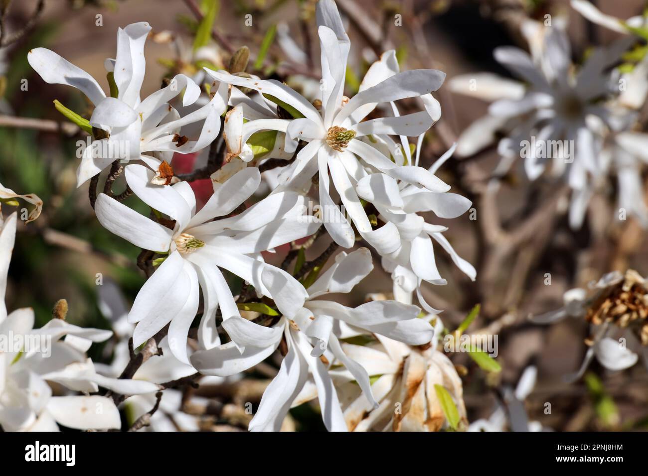White flowers of the Star magnolia (Magnolia stellata) during spring in ...
