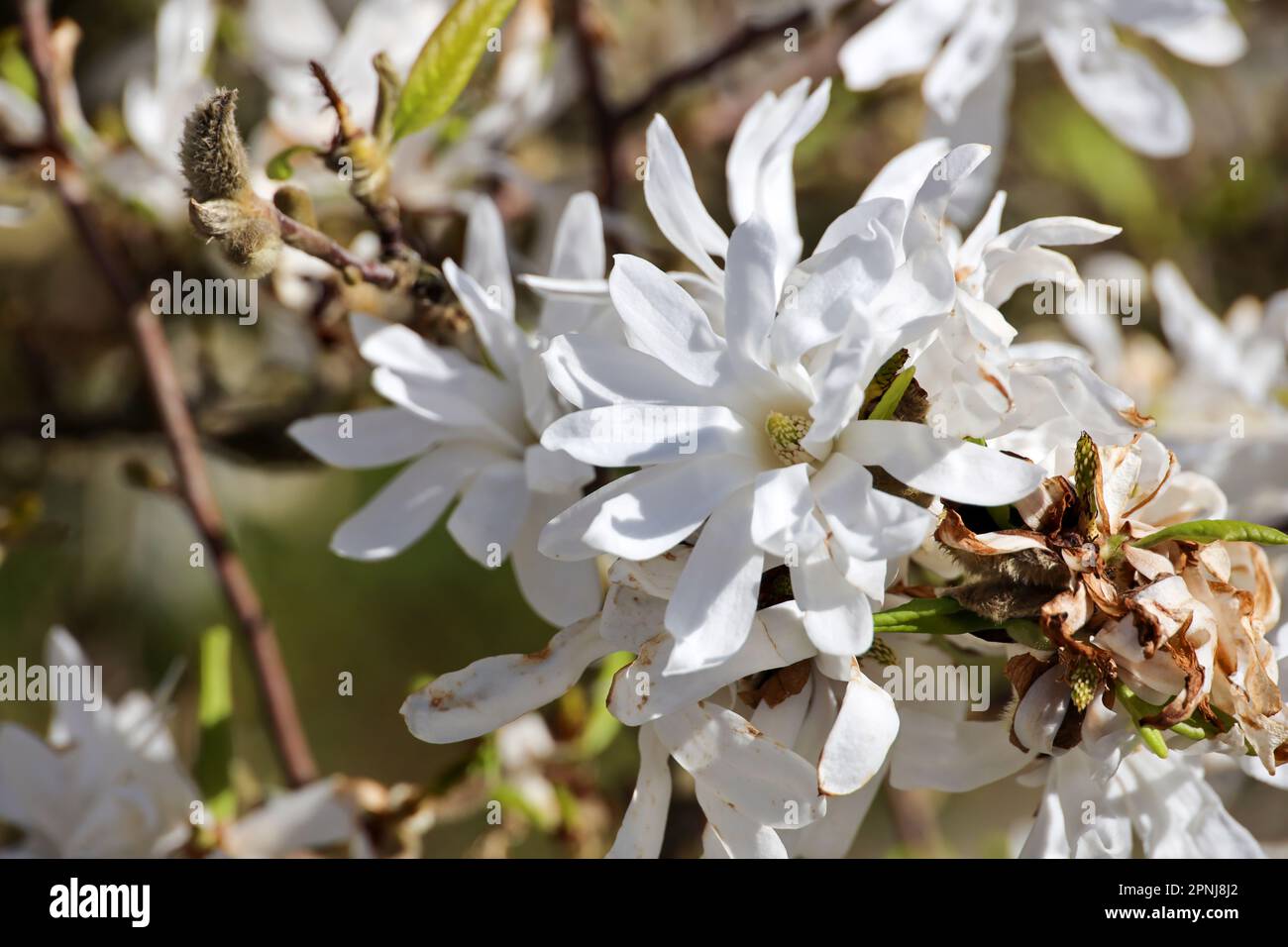 White flowers of the Star magnolia (Magnolia stellata) during spring in ...