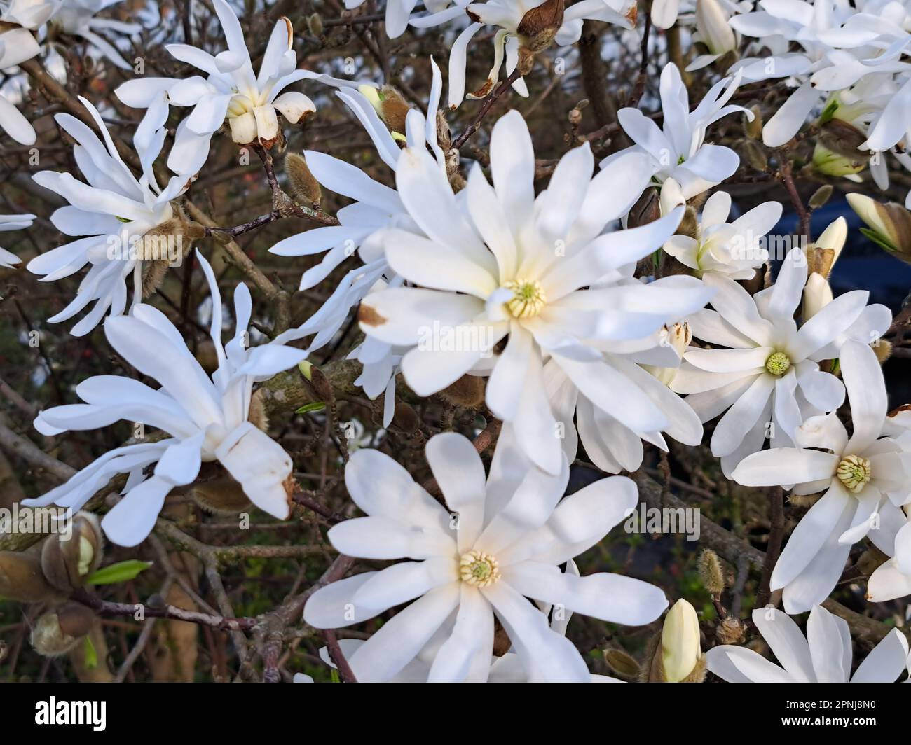 White flowers of the Star magnolia (Magnolia stellata) during spring in ...