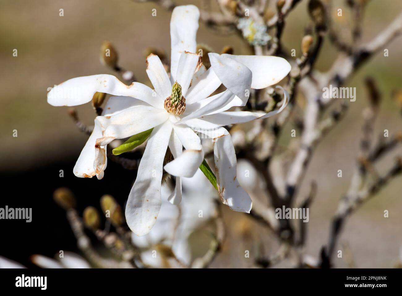 White flowers of the Star magnolia (Magnolia stellata) during spring in ...