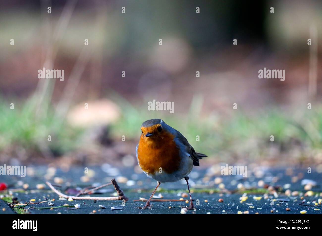 A robin in isolation zoom view eating seeds on the ground in the ...