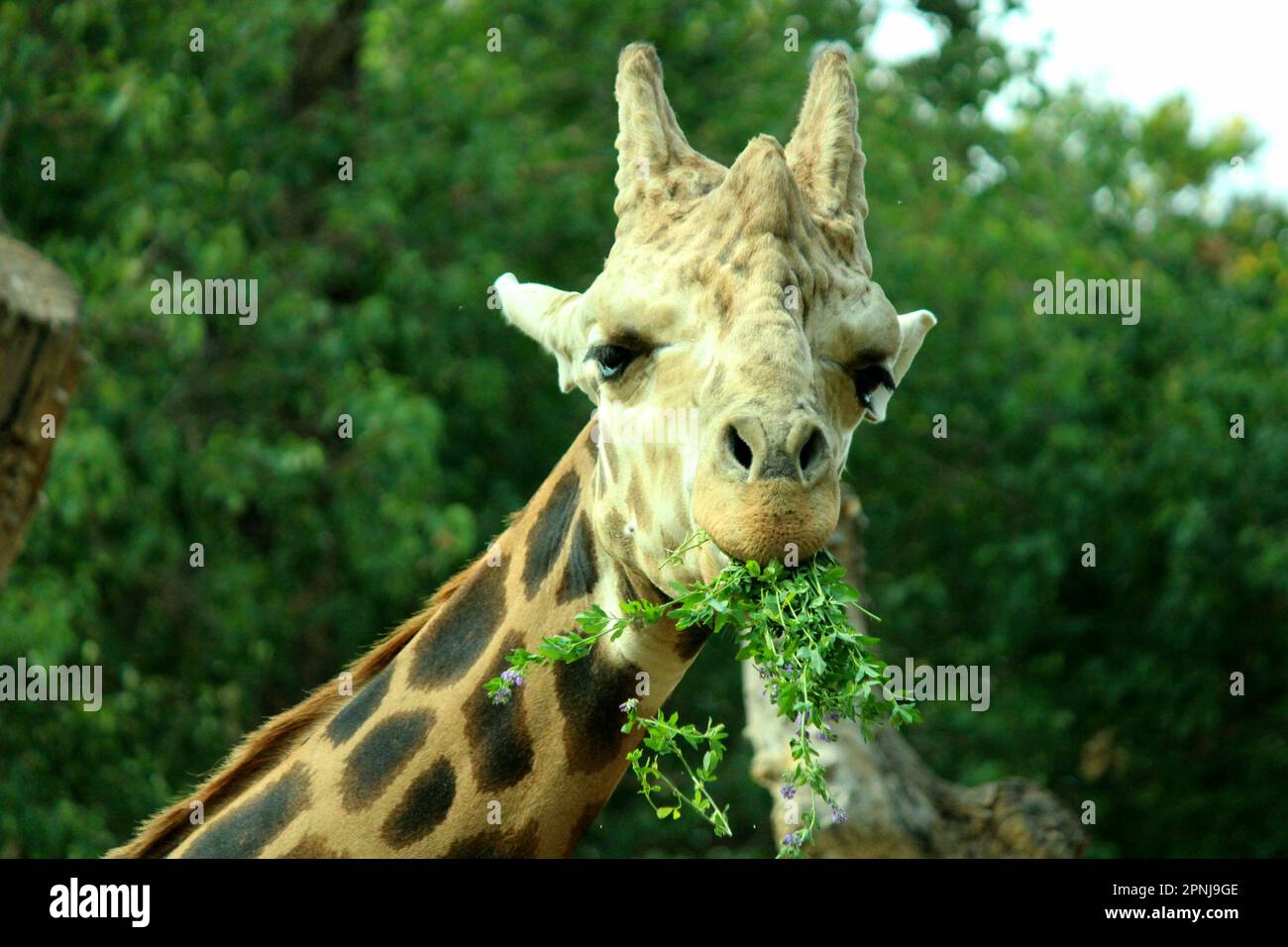 Spots face high resolution hi-res stock photography and images - Alamy