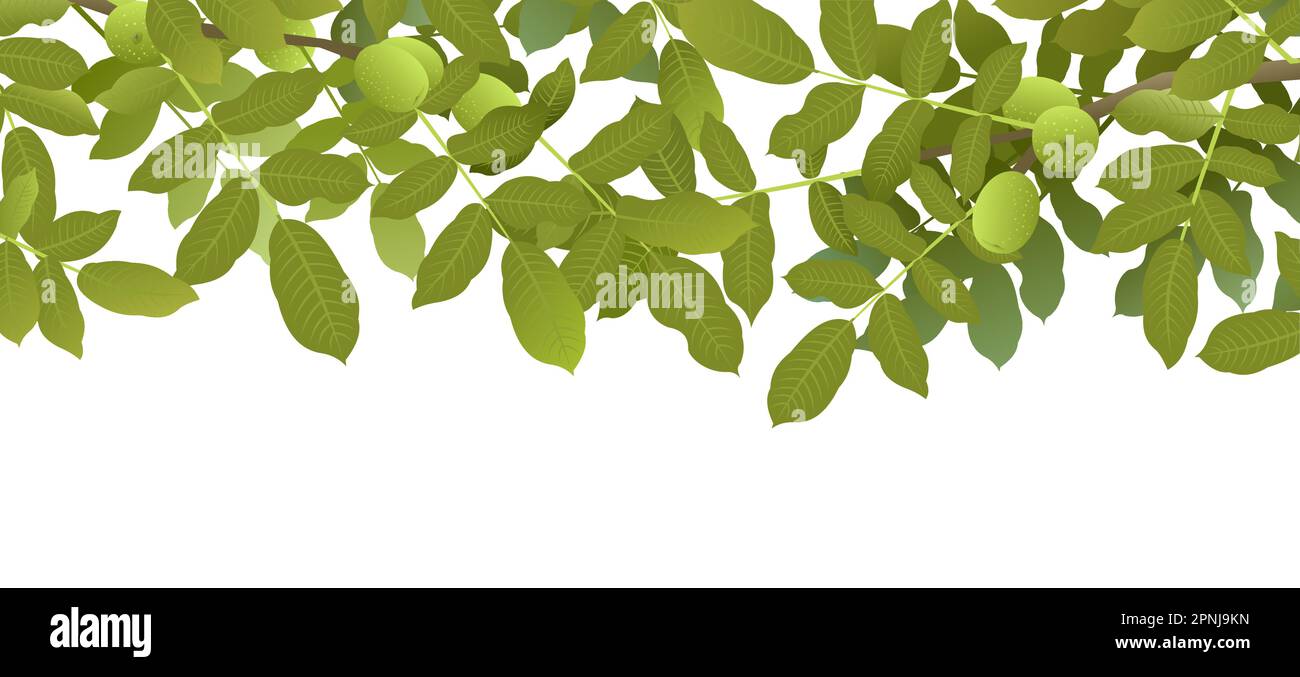 Tree branches Walnut with ripe fruits on top of picture frame. Garden ...