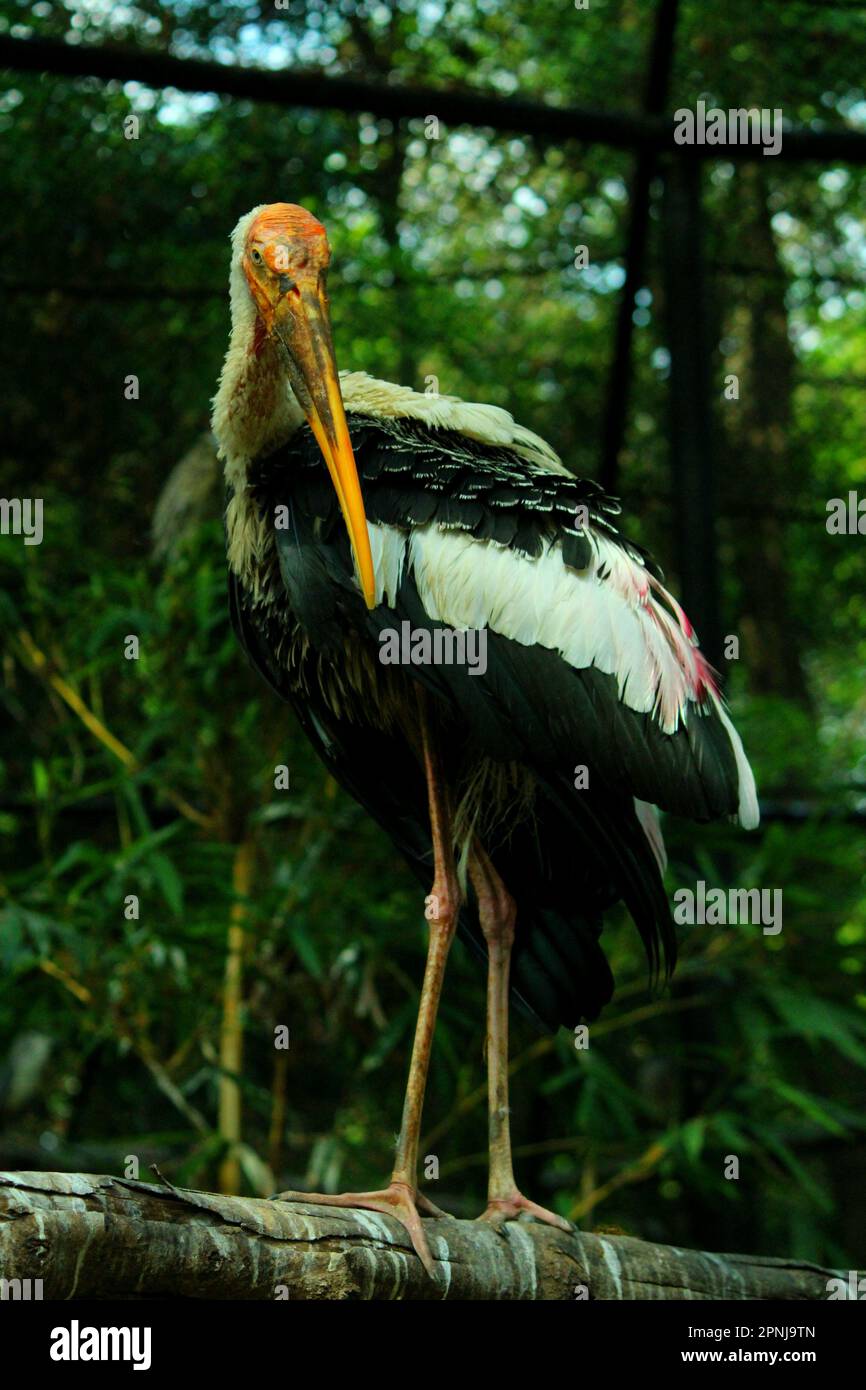 Crane ecosystem hi-res stock photography and images - Alamy