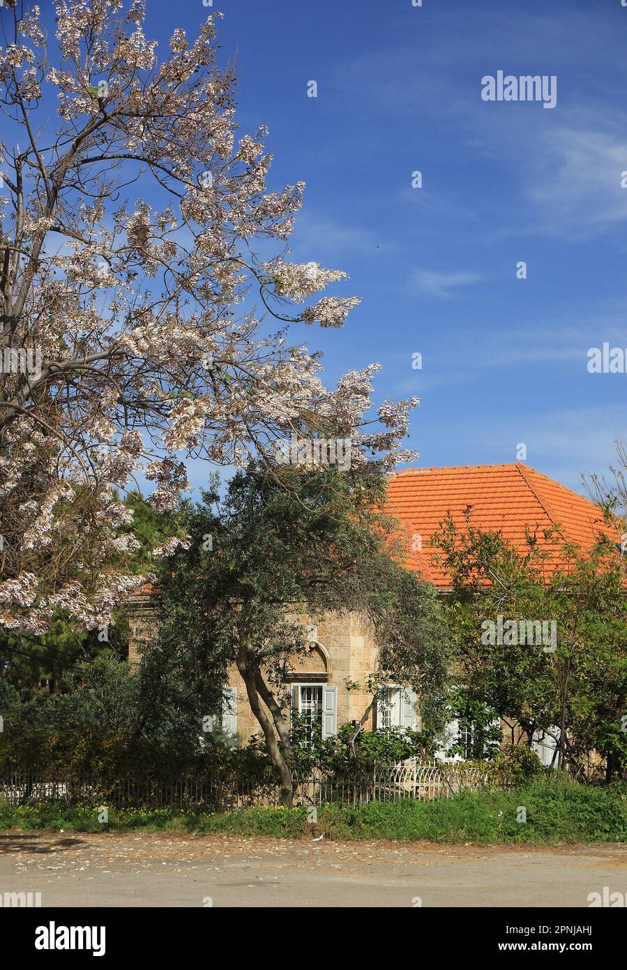 A traditional Lebanese house with a flowering tree in spring Stock ...