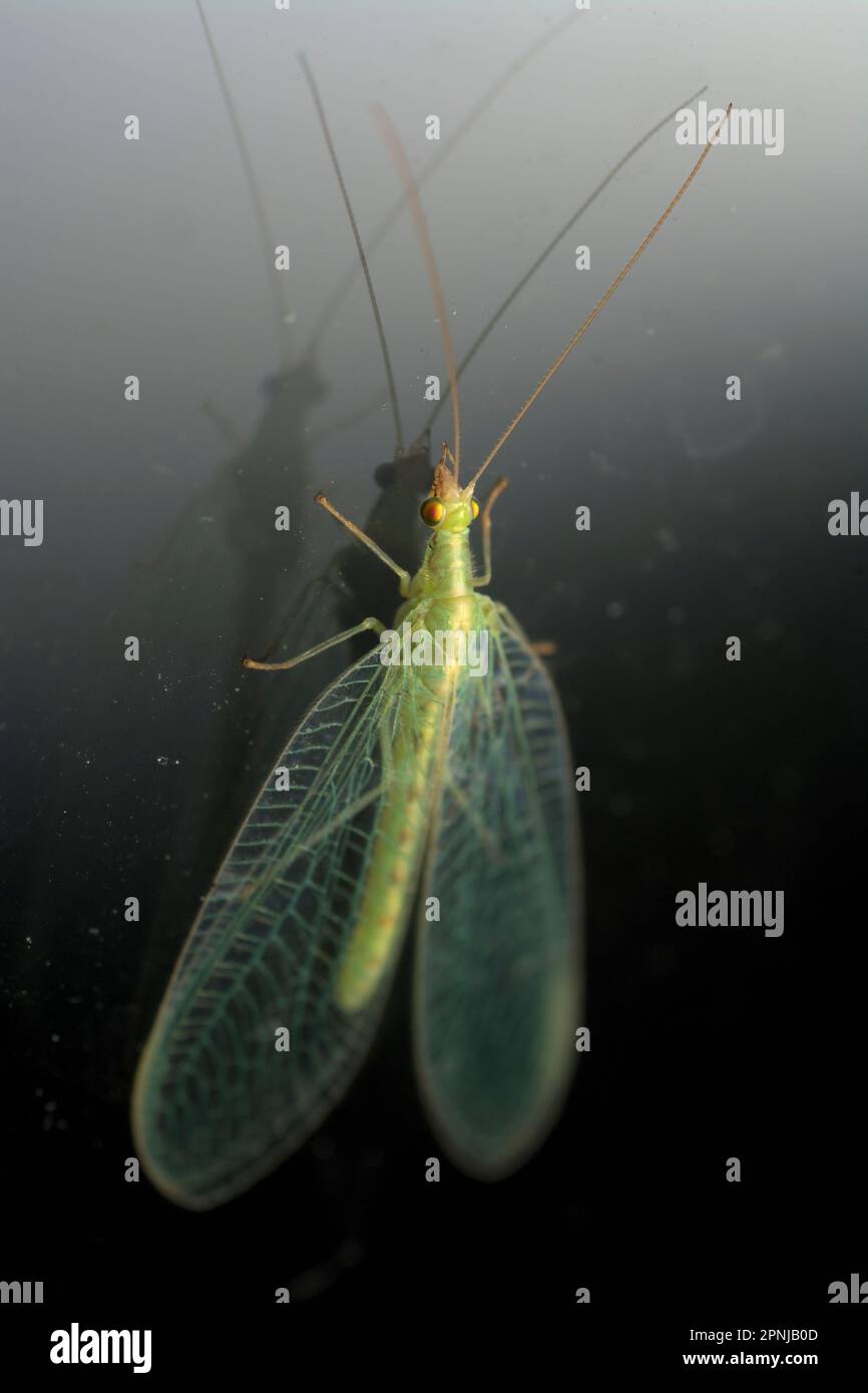 Single Common Green Lacewing (Chrysoperla carnea) sitting on a window ...