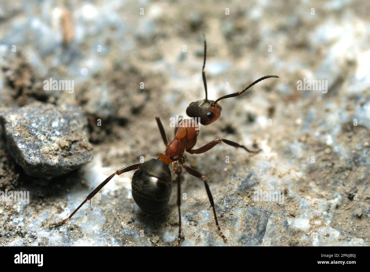 Single red wood ant (Formica rufa) on rocky ground, macro photography ...