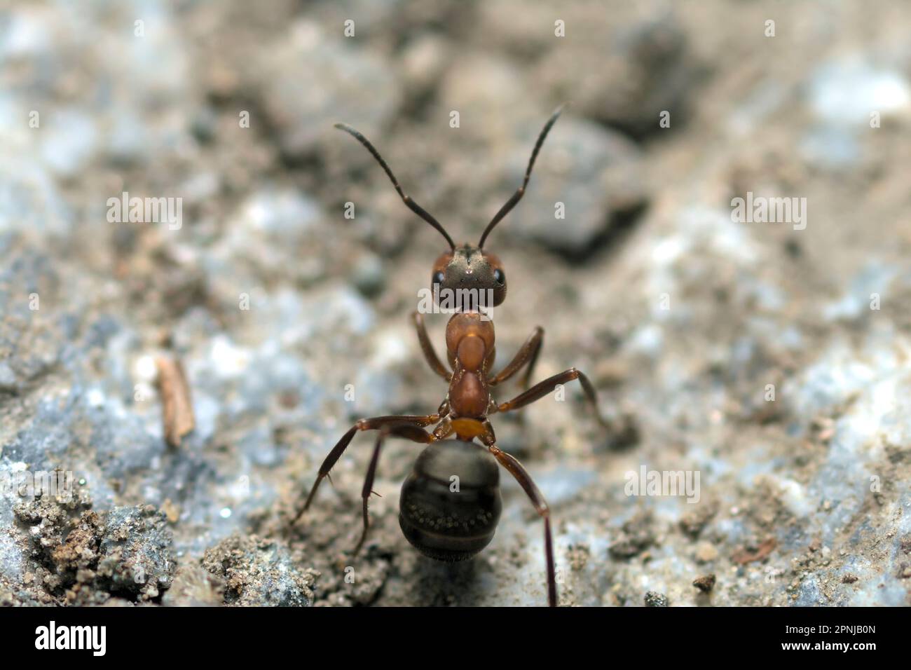 Single red wood ant (Formica rufa) on rocky ground, macro photography ...
