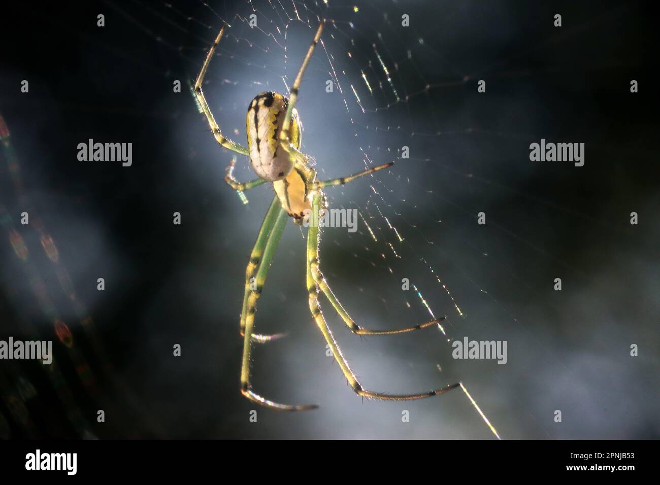 Cary, North Carolina, USA. 19th Apr, 2023. An orchard orbweaver, one of ...