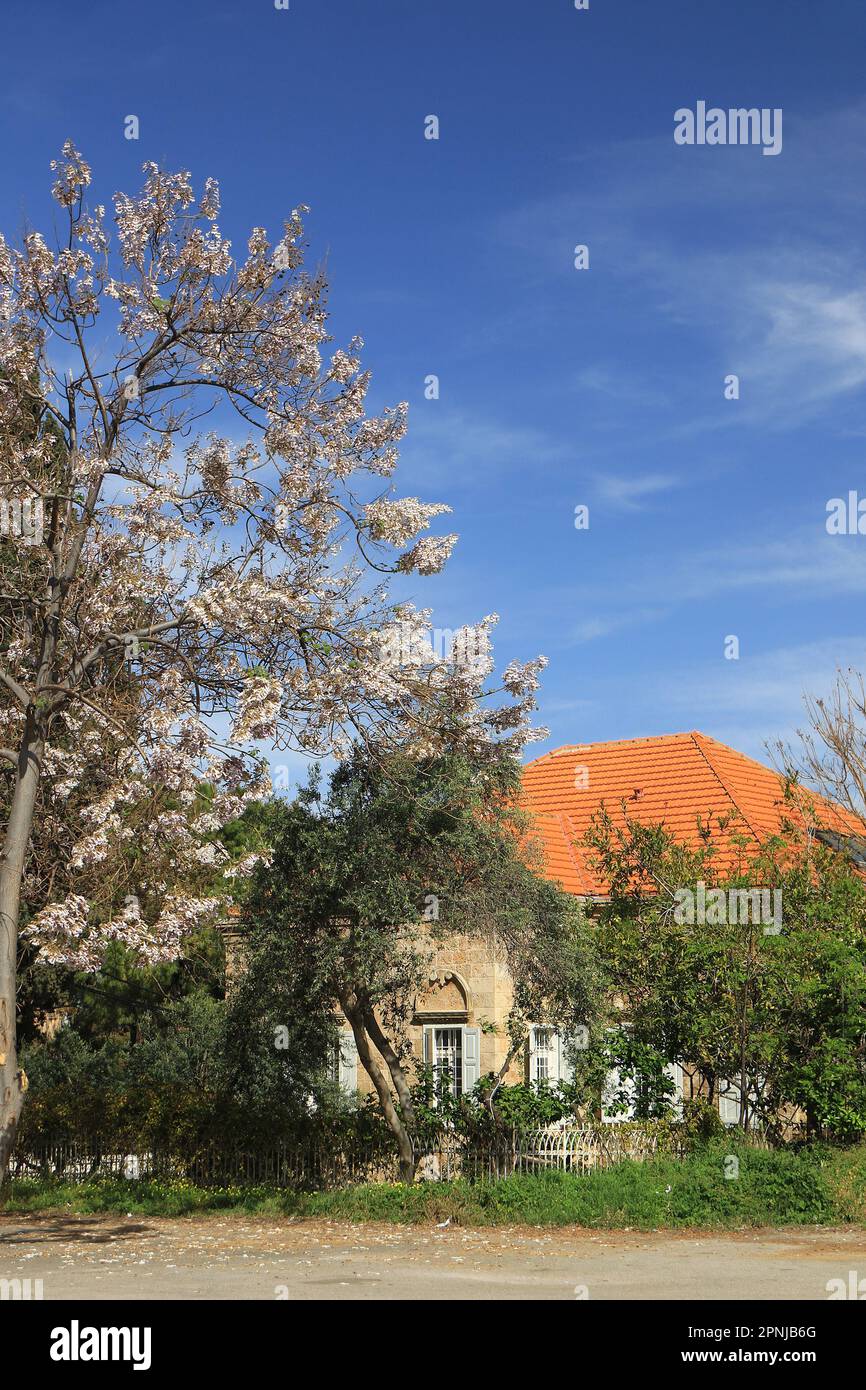 A traditional Lebanese house with a flowering tree in spring Stock ...