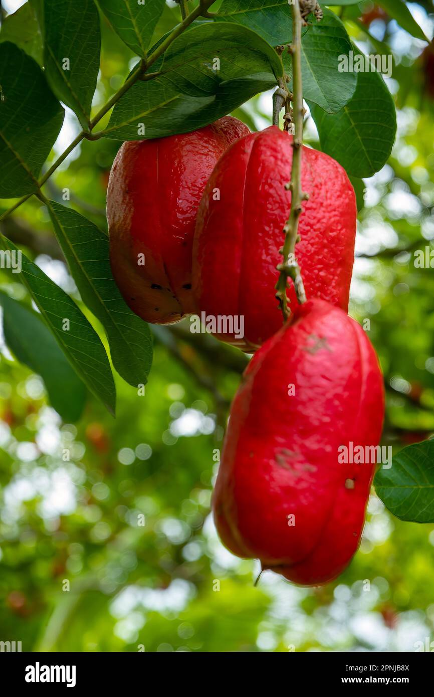 Jamaica, Ackee plant Stock Photo - Alamy