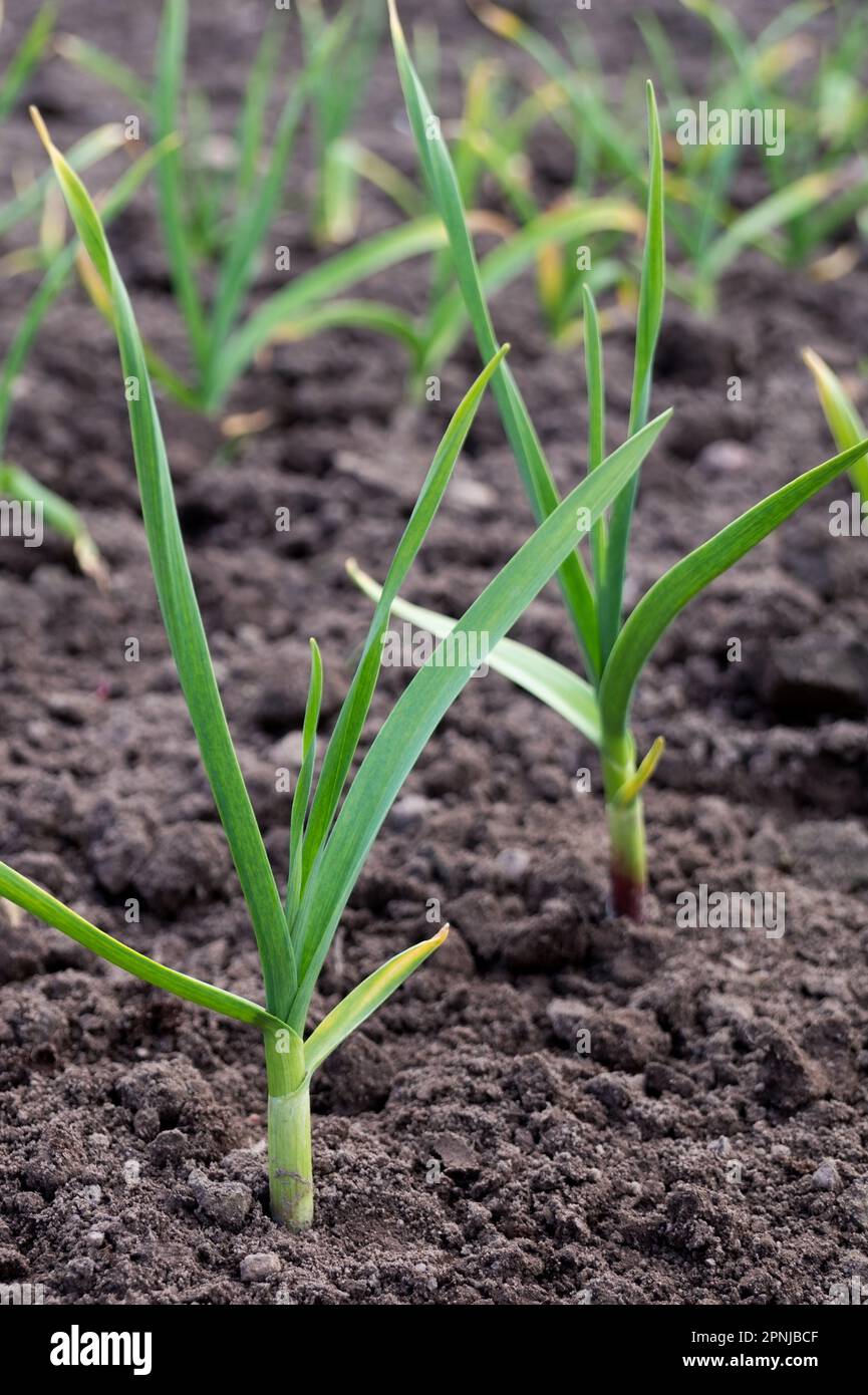 Garlic grows on the garden bed. Agricultural field with several rows of ...