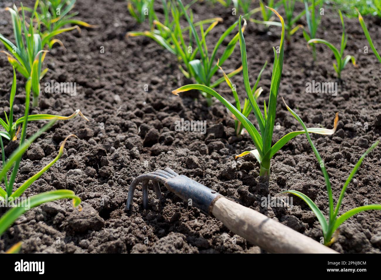 Agricultural field with several rows of garlic and hoe. Weeding garlic ...