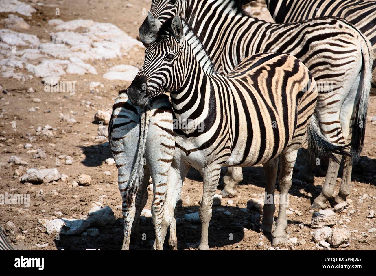 Mother and baby Plains (Burchells) Zebra (Equus quagga burchelli ...