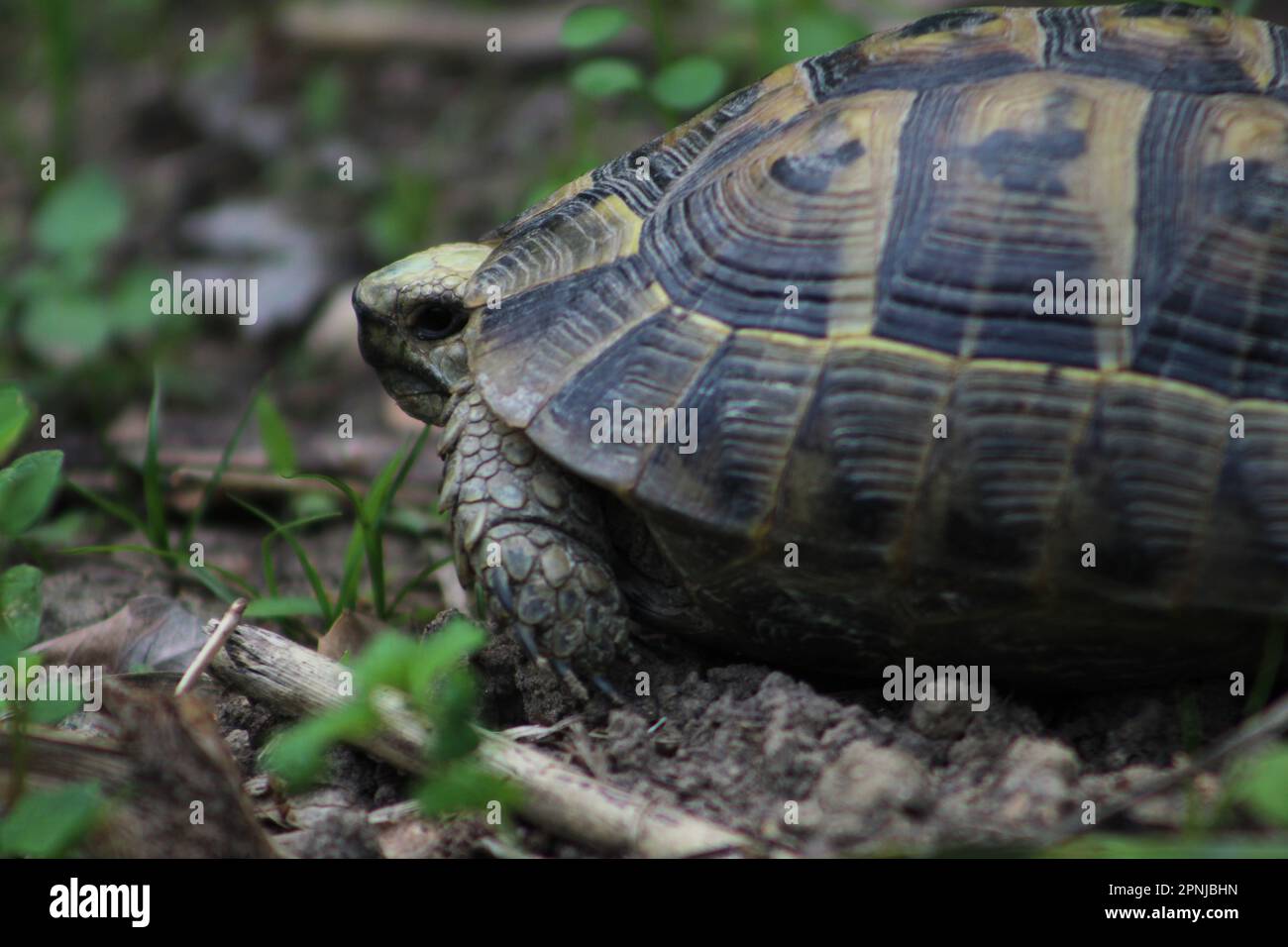 Single Greek tortoise (Testudo graeca) in nature. Close up Stock Photo ...