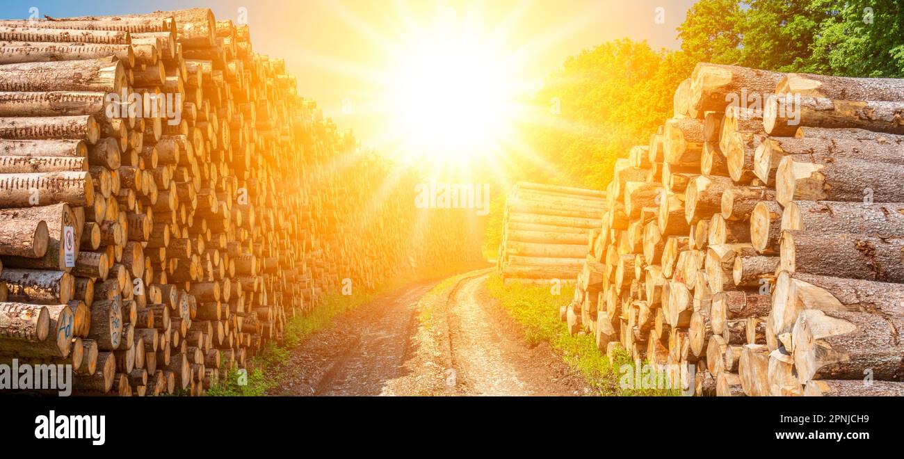 many tree trunks on a storage place Stock Photo - Alamy