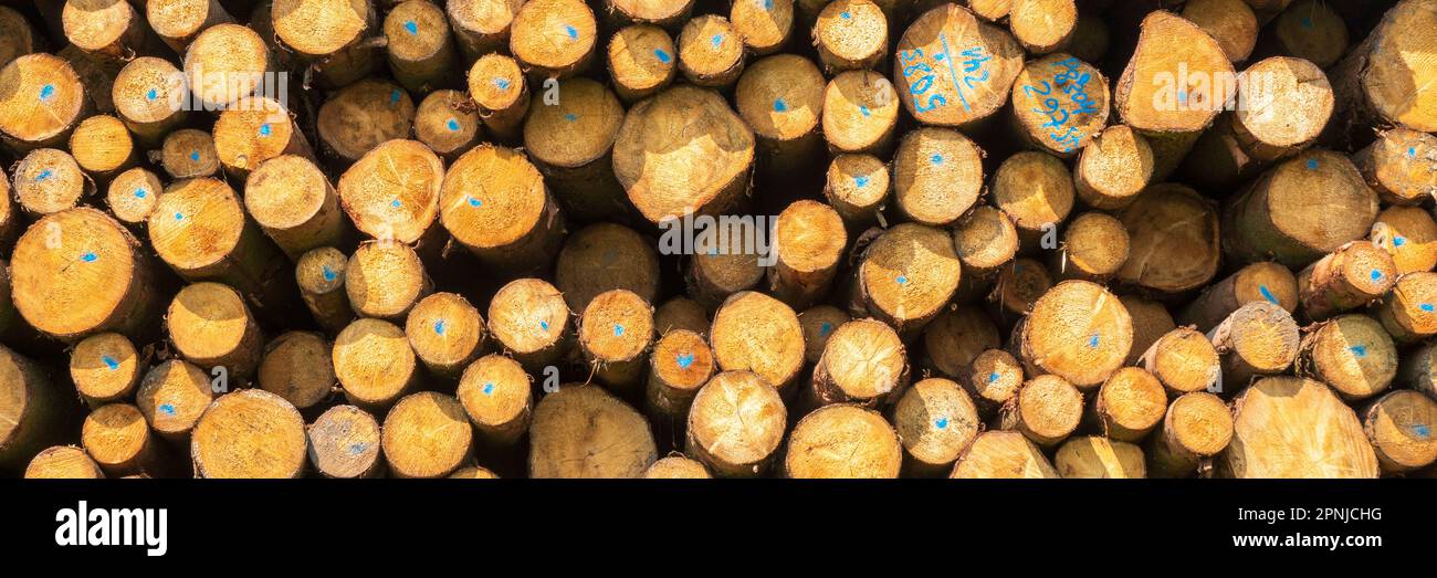 Place of many tree hi-res stock photography and images - Alamy