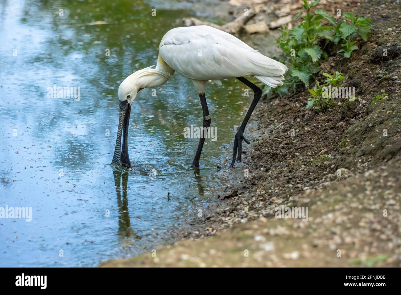 The Eurasian spoonbill (Platalea leucorodia), or common spoonbill, is a ...