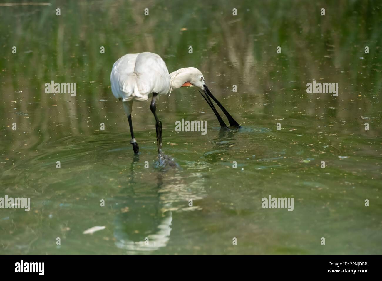 The Eurasian spoonbill (Platalea leucorodia), or common spoonbill, is a ...