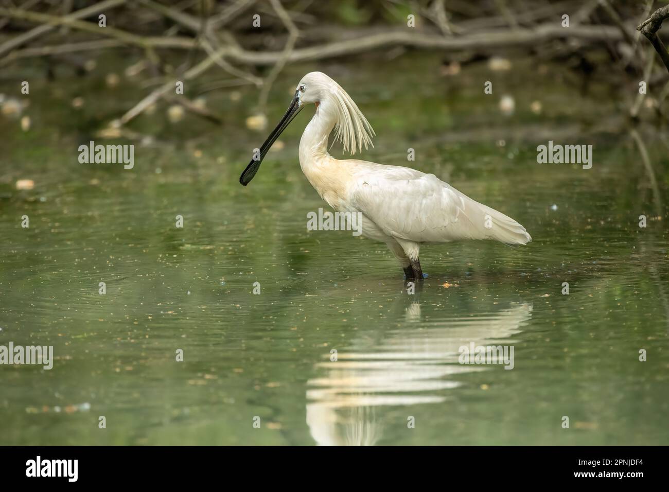 The Eurasian spoonbill (Platalea leucorodia), or common spoonbill, is a ...