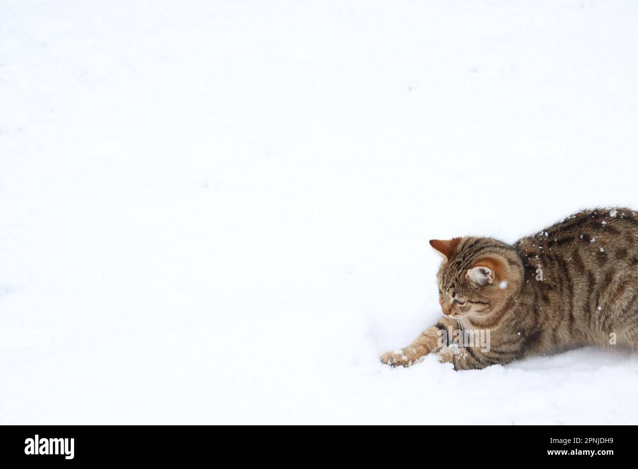 An adorable tabby cat is posing against a white winter backdrop ...