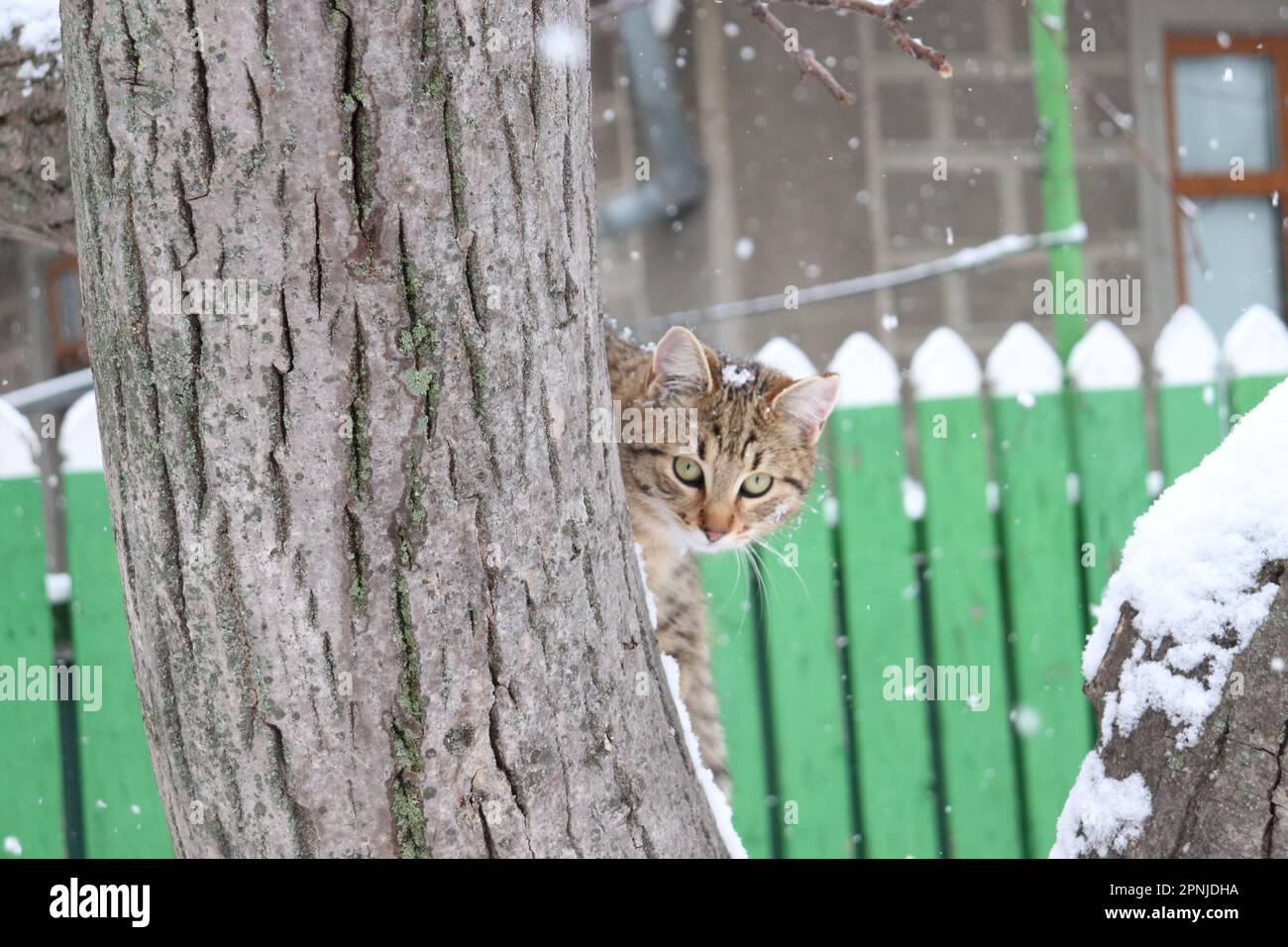 A playful tabby cat with bright green eyes is peeking out from behind a ...