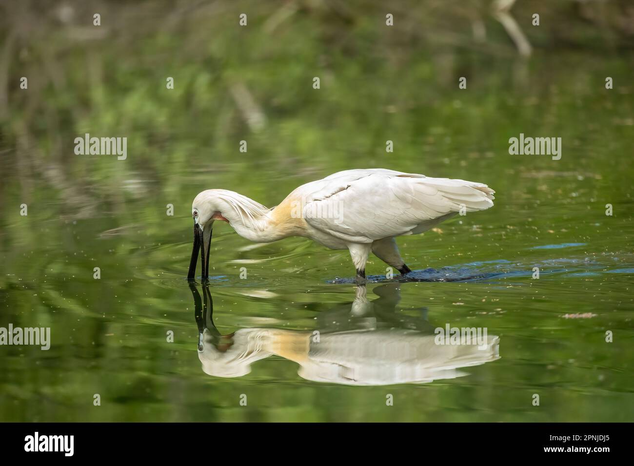 The Eurasian spoonbill (Platalea leucorodia), or common spoonbill, is a ...