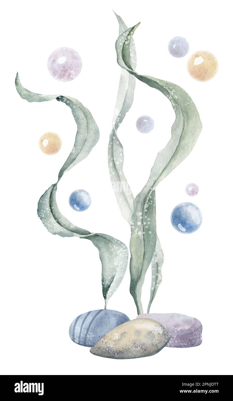 how to draw ocean algae