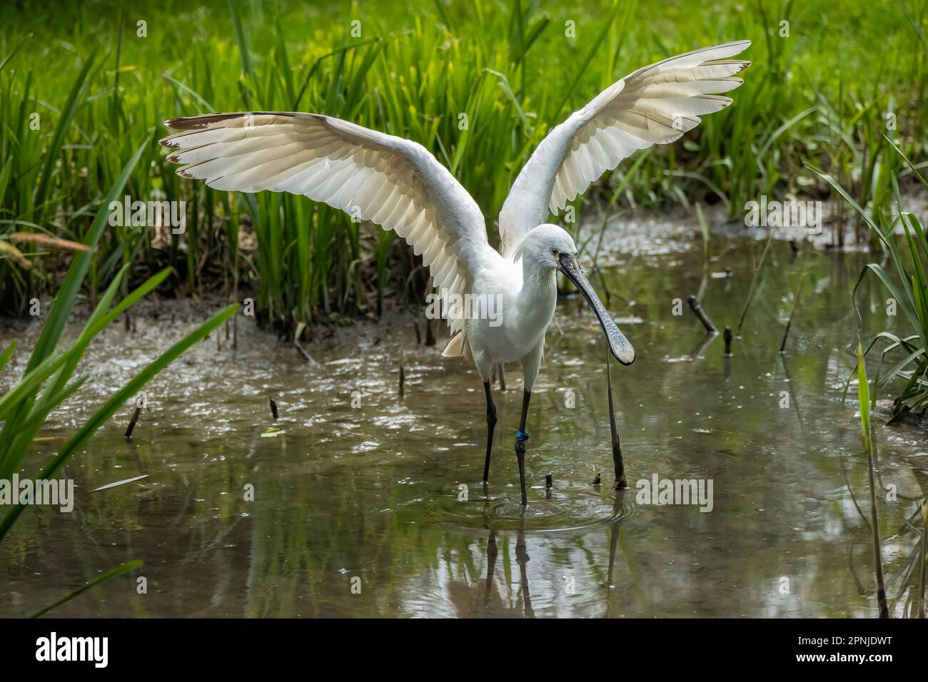 The Eurasian spoonbill (Platalea leucorodia), or common spoonbill, is a ...
