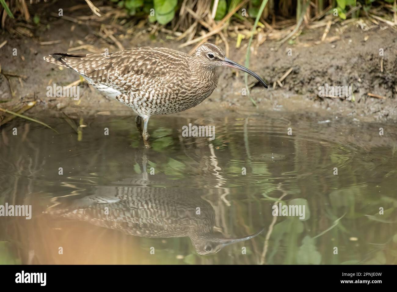 The little curlew (Numenius minutus) is a wader in the large bird ...