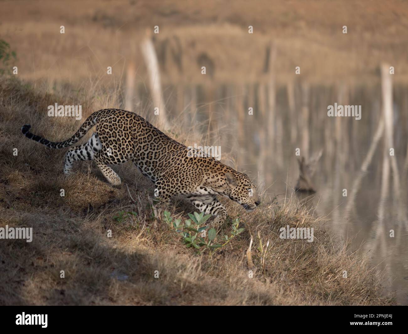 A male Leopard (pantera pardus) on the prowl in one of India's national ...