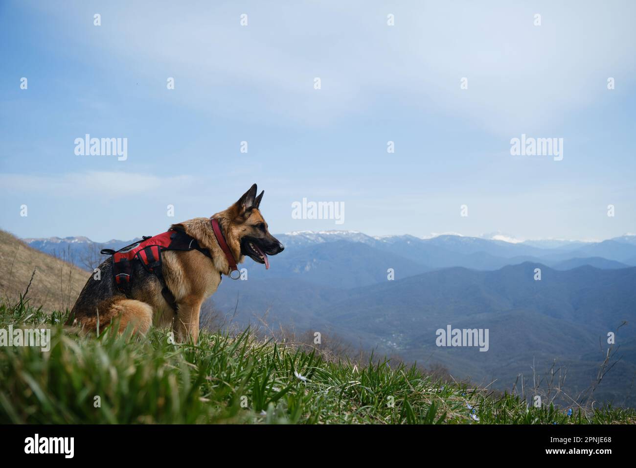 German Shepherd sits in green clearing among primroses on warm spring ...