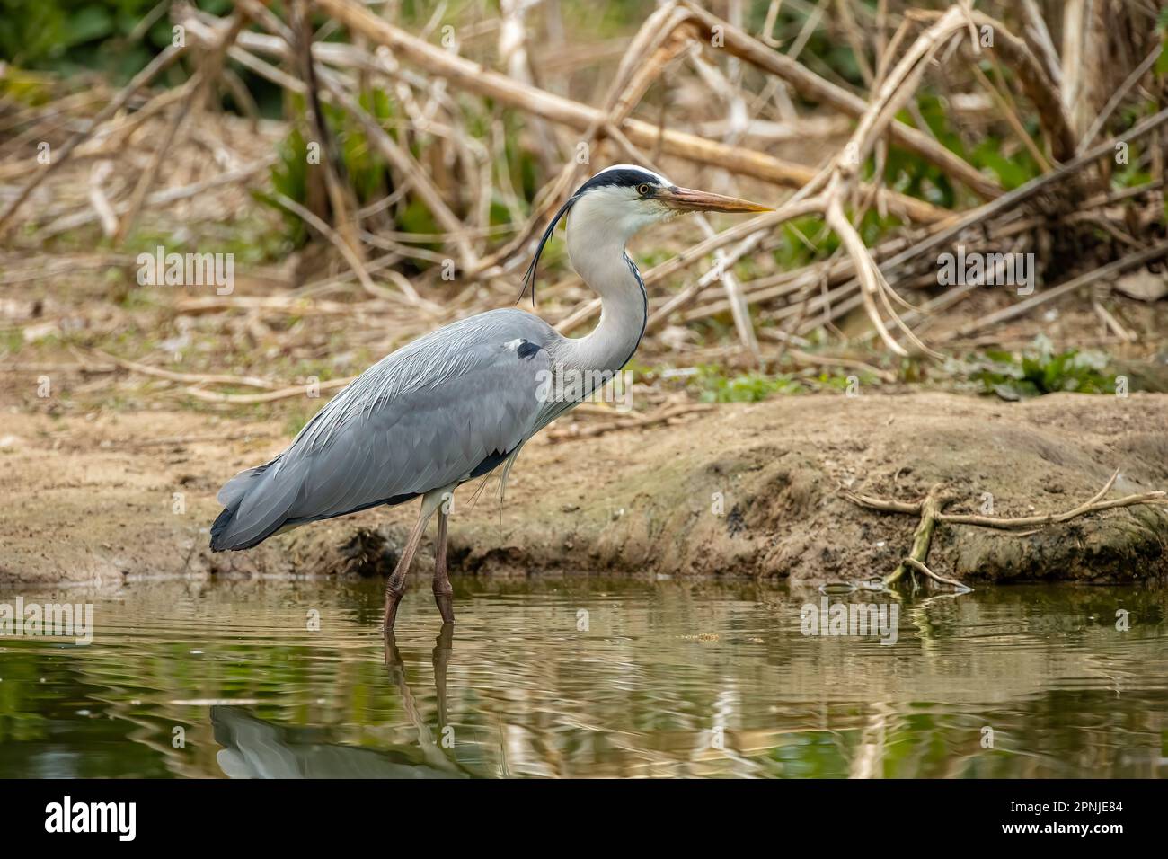 The grey heron (Ardea cinerea) is a long-legged wading bird of the ...
