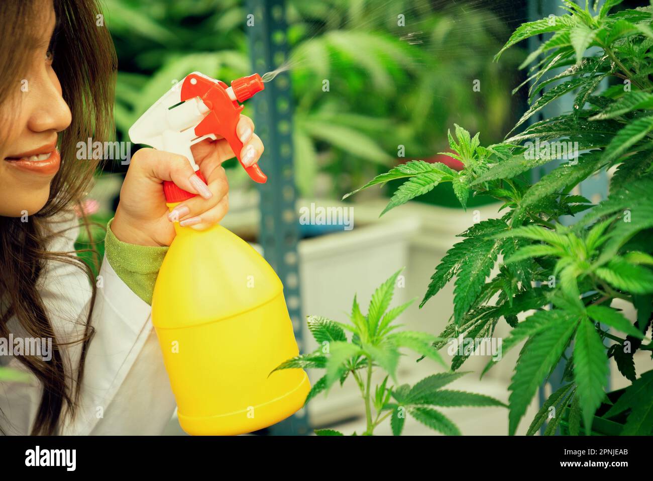 Closeup female scientist farmer using spray bottle on gratifying ...